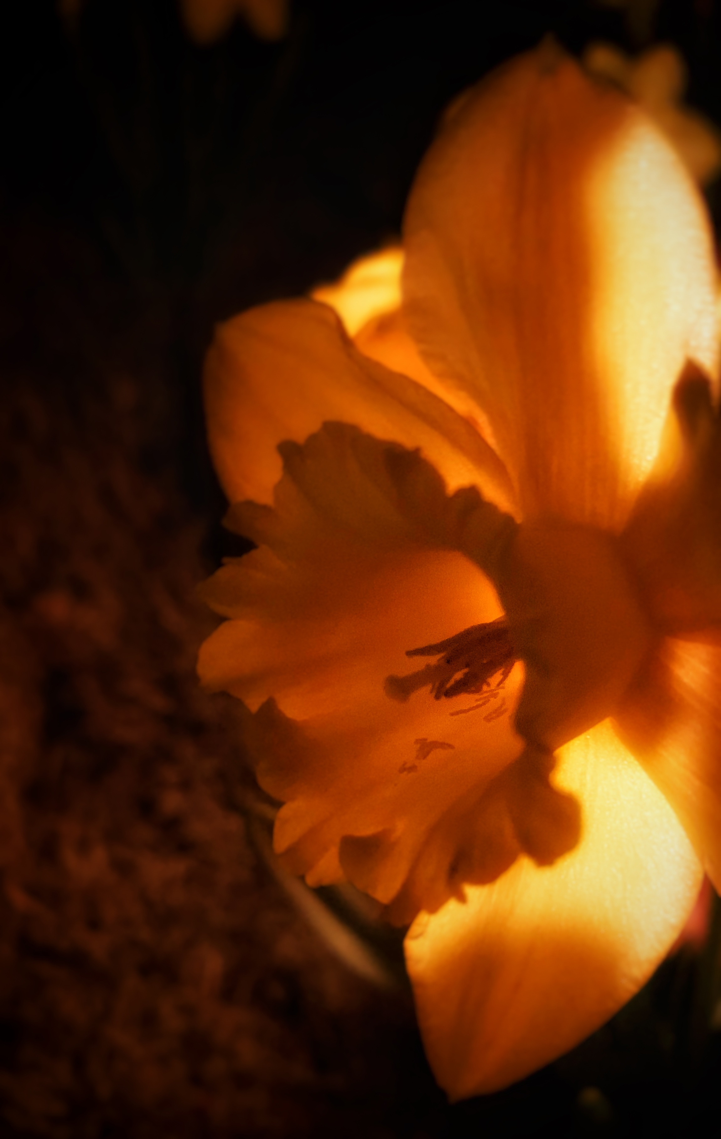 Daffodil by Candlelight – Candle in a Cave